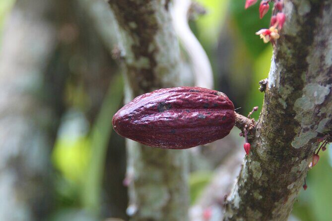 5 Tours of Jungle and Dominican Culture with Lunch - Final Thoughts on the Experience