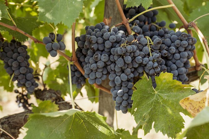 5 Wine Tastings in San Gimignano - Tasting the Local Specialties