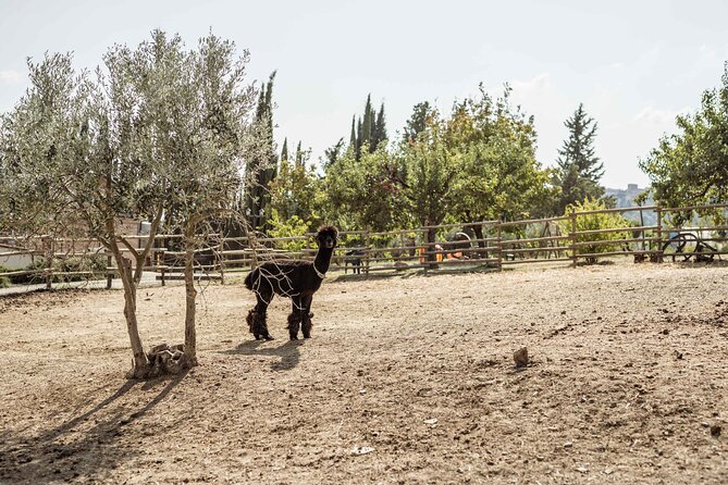5 Wine Tastings in San Gimignano - Flexibility in Booking Options