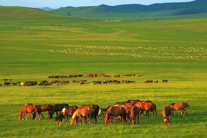 5Day Hulun Buir Private Tour to Grassland and Wetland with Hotel - An In-Depth Look at the 5-Day Hulun Buir Tour
