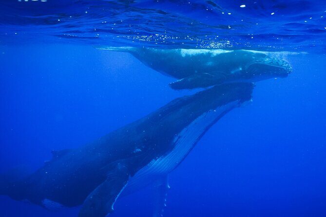 5h Respectful whale excursion complete - Key Points