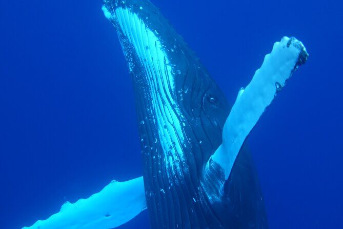 5h Respectful whale excursion complete - Setting the Scene: What’s Included?