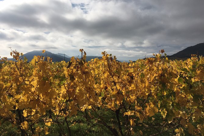 5H00 ALSACE PRIVATE TOUR-Castle, Villages, Wine, Friendly Driver - How to Prepare for Your Alsace Adventure