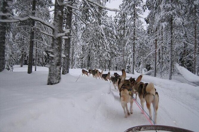 5KM Husky Sled Ride from Levi - What to Expect from the Husky Sled Tour