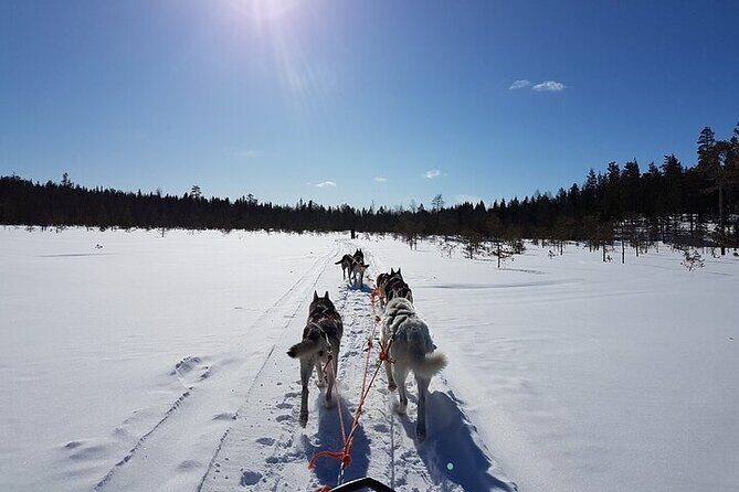 5KM Husky Sled Ride from Levi - The Experience for Different Travelers