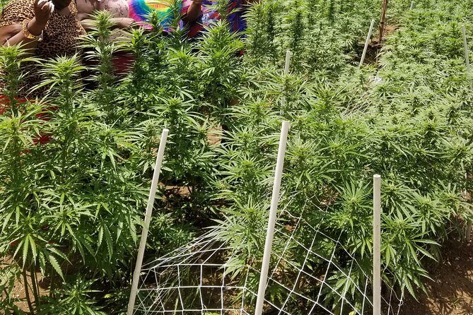 6. Bob Marley 9miles/Dunn's River Private Tour(420 Friendly)final resting place - The Sum Up