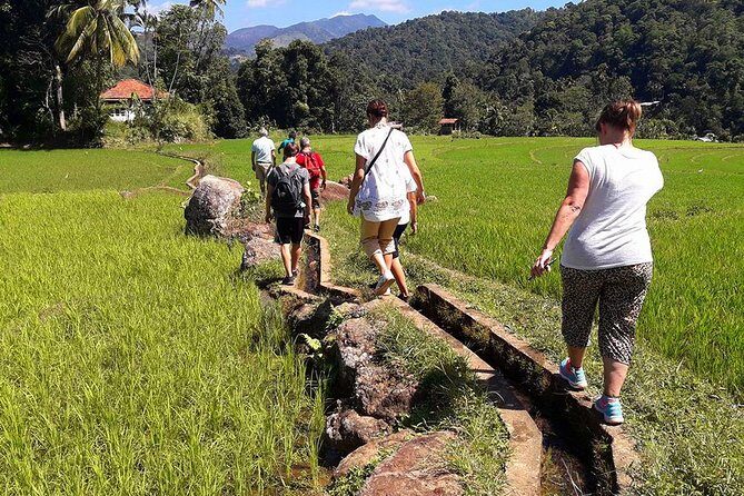 6-Day Authentic Experiences in Sri Lanka - Transportation and Comfort