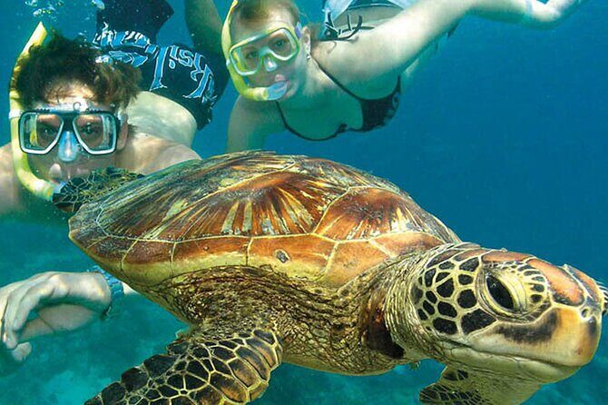 6-Day Best of Cairns Including the Great Barrier Reef, Kuranda and the Daintree Rainforest - The Itinerary in Detail: What’s in Store?