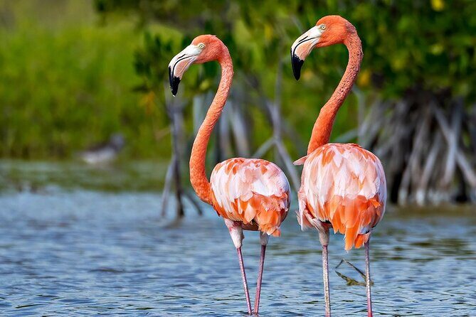 6-Day Bird Watching Tour in the Sierra de Bahoruco - The Itinerary in Detail