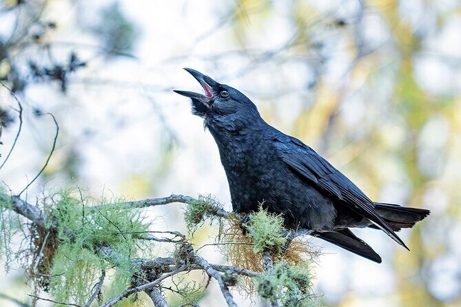 6-Day Bird Watching Tour in the Sierra de Bahoruco - The Value of the Experience