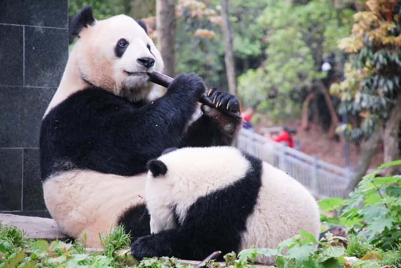 6 Day Chengdu & Jiuzhaigou Leisure Journey - From Chengdu to Jiuzhaigou: The Mountain Escape