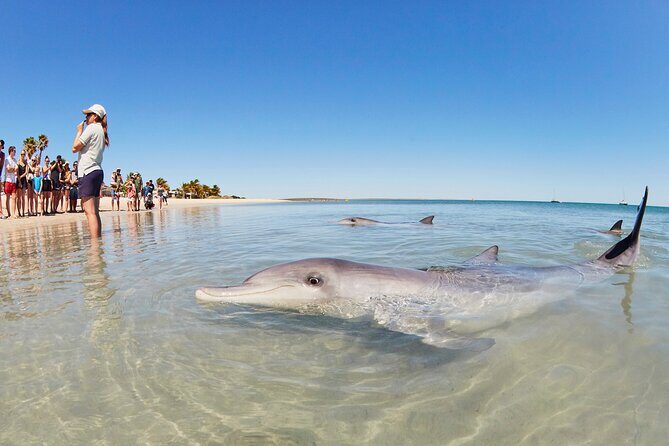6-Day Coral Coaster from Perth to Exmouth One-Way via Monkey Mia Ningaloo Reef - Key Points
