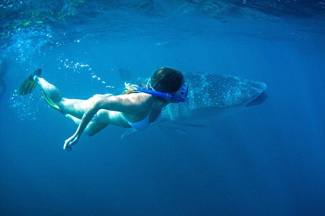 6-Day Coral Coaster from Perth to Exmouth One-Way via Monkey Mia Ningaloo Reef - FAQ