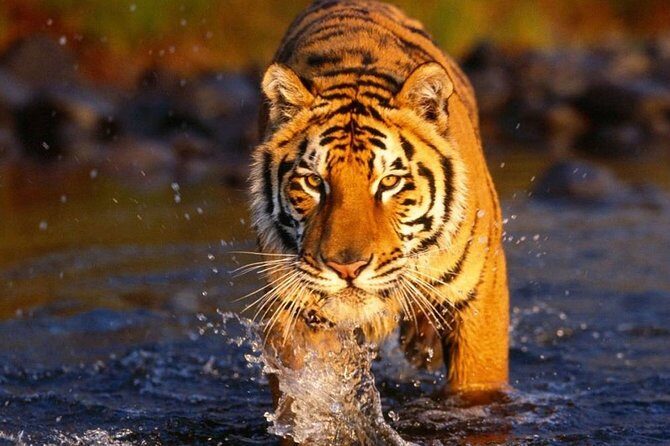 6 Day Golden Triangle Tour with Ranthambore{Delhi Agra Jaipur Ranthambore Tour} - The Itinerary Breakdown: What You Can Expect
