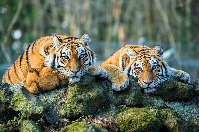 6 Day Golden Triangle Tour with Ranthambore{Delhi Agra Jaipur Ranthambore Tour} - The Sum Up