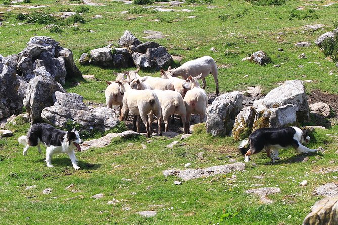 6-Day Magical Southern Explorer Small Group Tour - Meeting and Pickup Details