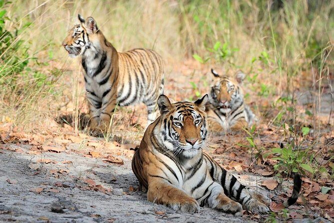 6 Day Private Tour of Taj with Glimpse of Tiger & Culture of Rajasthan - Key Points