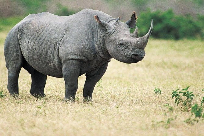 6-Day Tour of Exotic Northeast India: Mawsmai Caves, Double Decker Living Root Bridge and Kaziranga National Park - An In-Depth Look at the Itinerary