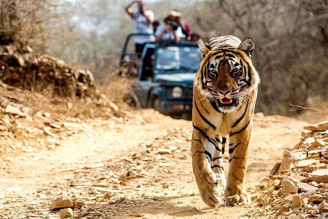 6 Days Golden Triangle with Ranthambore Tiger Safari - The Value and Practical Aspects