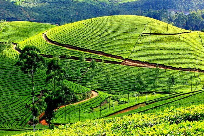 6 Days Kerala Tour Package With Houseboat Stay - Spice Gardens and Mountain Views in Thekkady