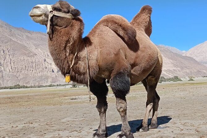 6 days Private Guided Tour of Ladakh from Delhi by flight & car - A Complete Review of the Ladakh Experience
