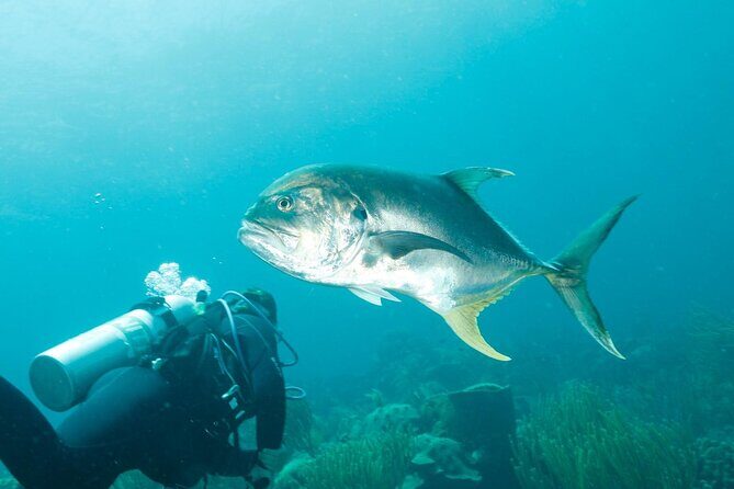 6 days Unlimited Diving Air and Nitrox package - The Itinerary and What You Can Expect
