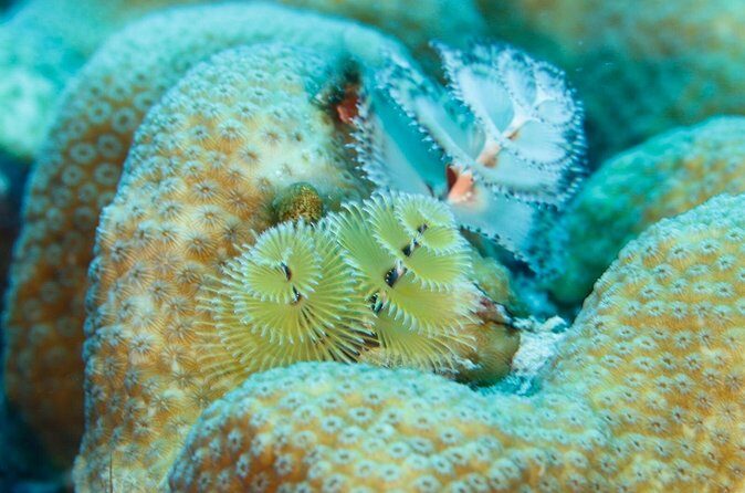 6 days Unlimited Diving Air and Nitrox package - Pricing & Value