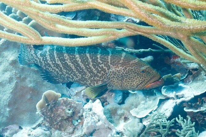 6 days Unlimited Diving Air and Nitrox package - The Sum Up