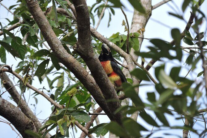 6-Hour Birdwatching Ruta de los Cenotes Playa del Carmen - Key Points