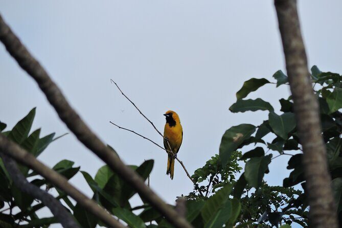 6-Hour Birdwatching Ruta de los Cenotes Playa del Carmen - Experience Overview: A Balanced Look at the Tour
