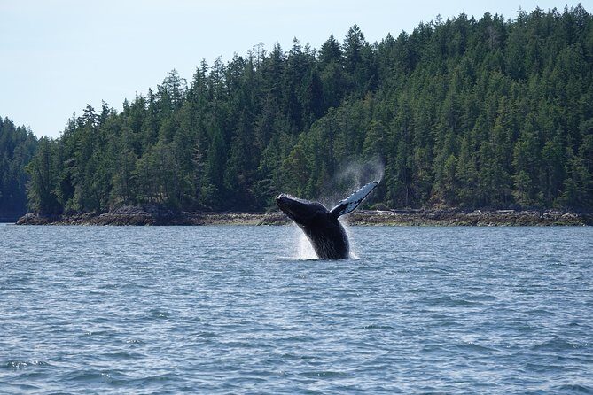 6 hour Covered Boat Whale Watching Tour - The Highlights That Make This Tour Stand Out