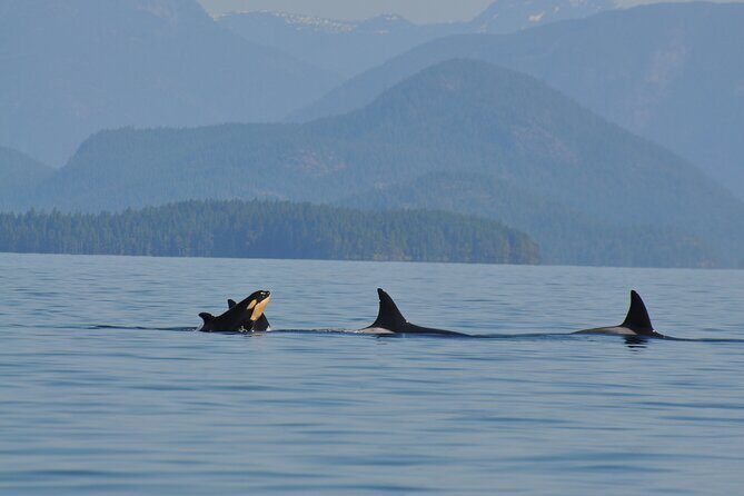 6 hour Covered Boat Whale Watching Tour - Who Will Enjoy This Tour Most?
