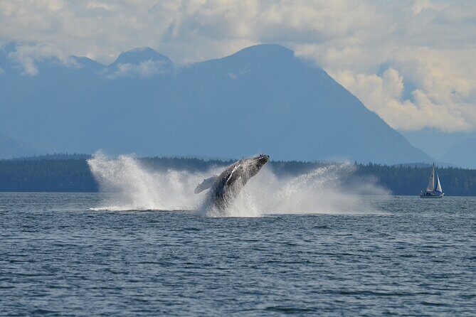 6 hour Covered Boat Whale Watching Tour - FAQs