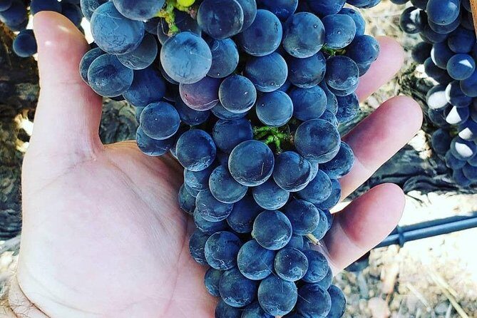 6-Hour Luxury Napa Wine Tasting Tour with Route Planning - The Highlights