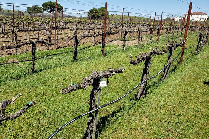 6 Hour Private Cabernet Sauvignon Wine Tour in Napa Valley - FAQs
