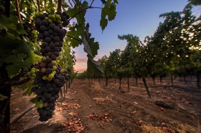 6-hour Private Luxury SUV Wine Tour in Napa Or Sonoma Valley - Final Thoughts
