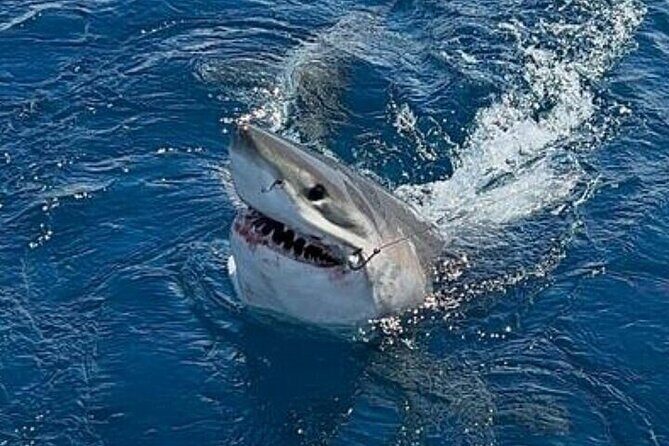 6-Hour Private Sportfishing Charter in Fort Lauderdale - Final Thoughts: Is It Worth It?