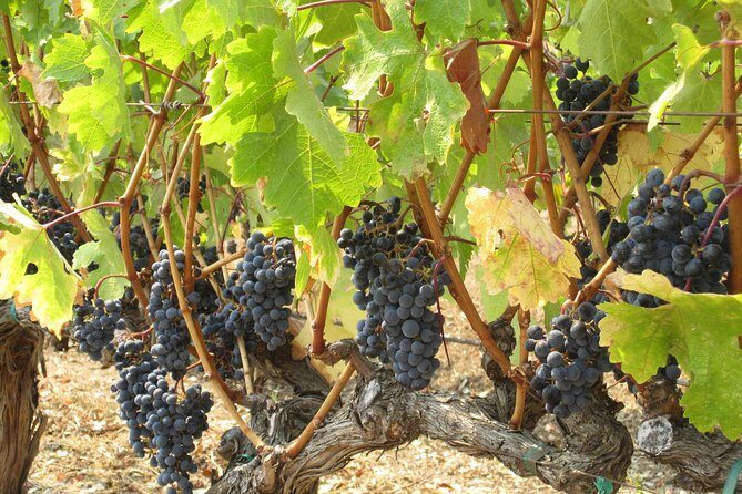 6-Hour Private Wine Country Tour of Napa in Crossover SUV (up to 6 people) - Who Will Love This Tour?