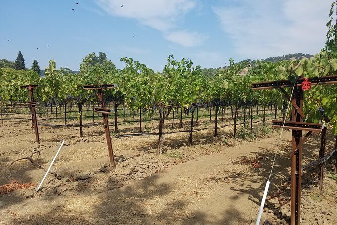 6-Hour Private Wine Tasting Tour with a Sample Stops - Who Would Love This Tour?