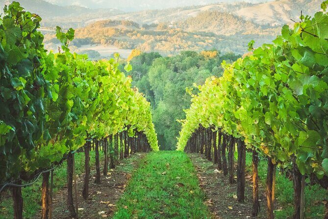 6 Hour Sonoma Boutique Wine Tour-Private Black Car,up to 6 Guests - The Sum Up
