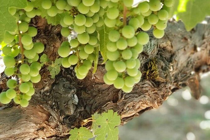 6 Hour Sonoma Wine Tasting Tour from San Francisco - Who Will Enjoy This Tour?