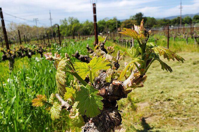 6-Hour Sparkling Wine Tour of Napa Valley - The Convenience and Practicalities