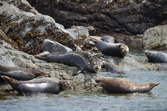 6 hour Zodiac Whale Watching Tour - An In-Depth Look at the 6-Hour Zodiac Whale Watching Experience