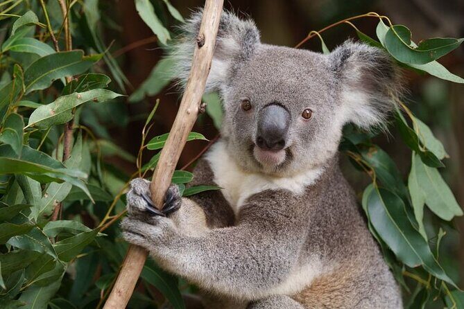6 Hours Brisbane Private Tour  Popular Sights in One Day - What Makes This Tour Stand Out