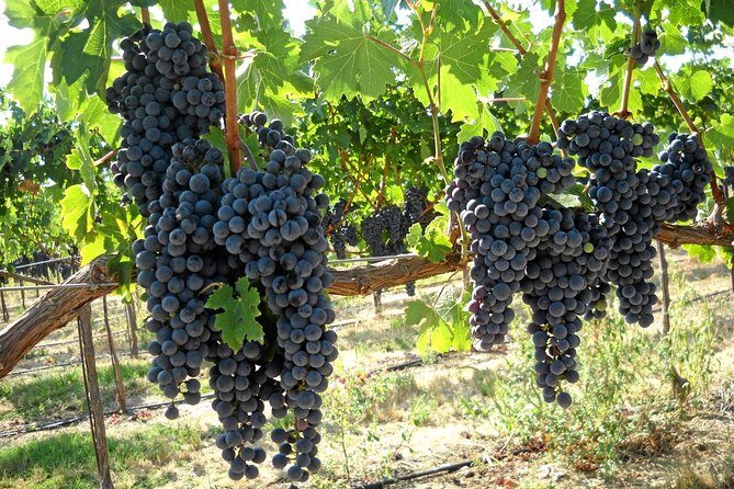 6-Hours Customized Private SONOMA Valley Wine Tour From San Francisco Bay Area - Transportation & Comfort