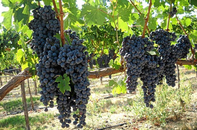6-Hours Customized Private SONOMA Valley Wine Tour From San Francisco Bay Area - Who Is This Tour Best For?