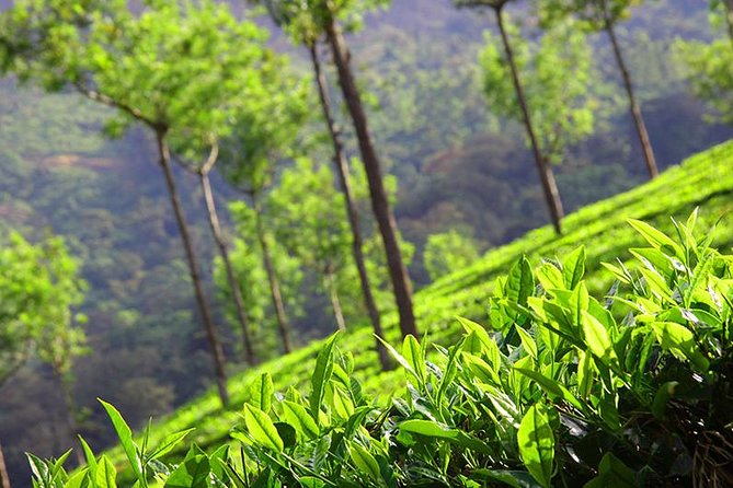 6 Nights 7 Days Kerala Private tour with Hillstations,Backwater &Beaches - What Travelers Say: The Real Experiences