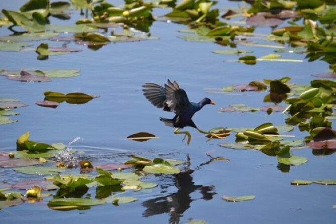 60 Min Private Everglades Airboat Ride in Miami - Meeting Point and Accessibility