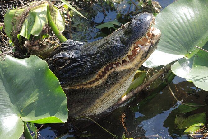 60 Minute Small Group Semi Private Everglades River Of Grass Airboat Charter - A Closer Look at the Everglades Airboat Experience