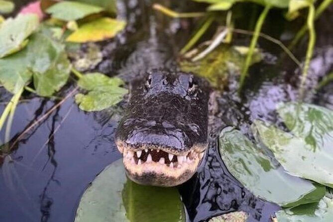 60 Minutes Small Group Everglades Airboat Ride in Miami - An Up-Close Encounter with the Everglades